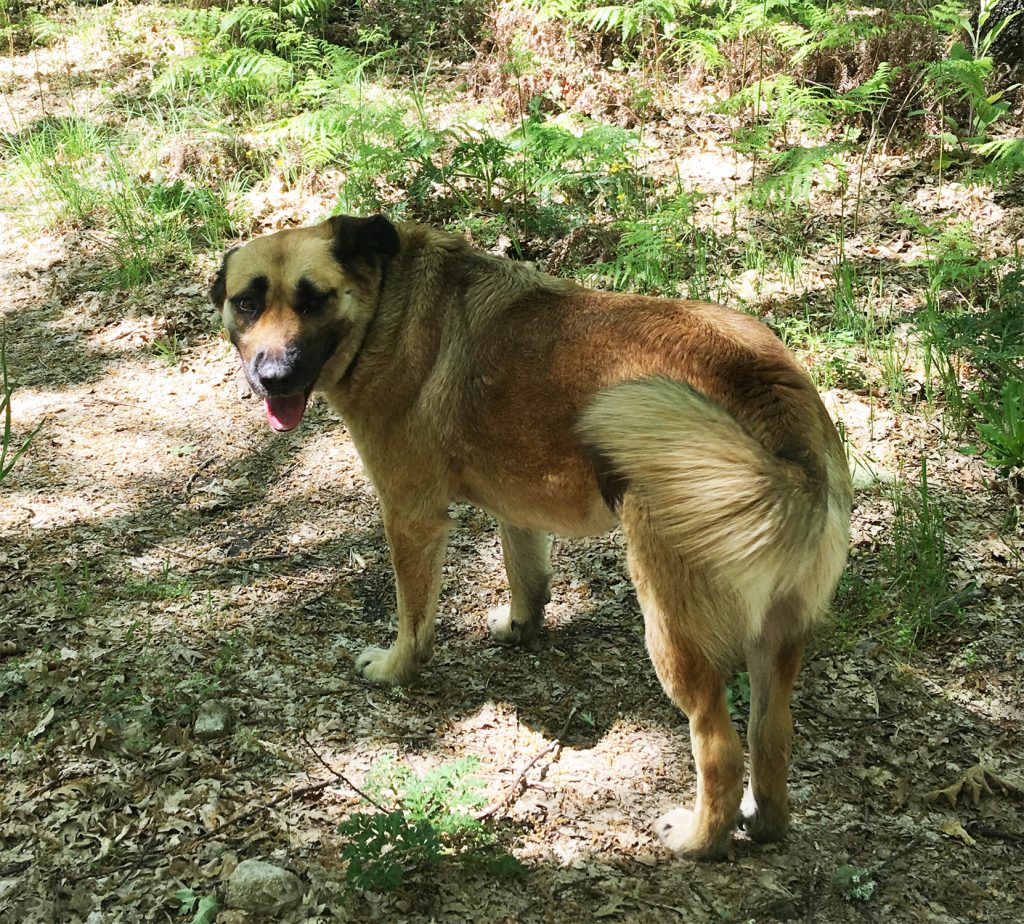 CdD 1.0 ~ Dogs of the Dão valley